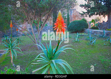 Red agave flower Stock Photo - Alamy