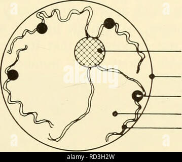 . Cytology. Cytology. Figure 5-4. Schematic Representation of ...