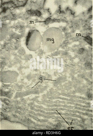 . Cytology. Cytology. Figure 4-6. Electron Micrograph of Portion of ...