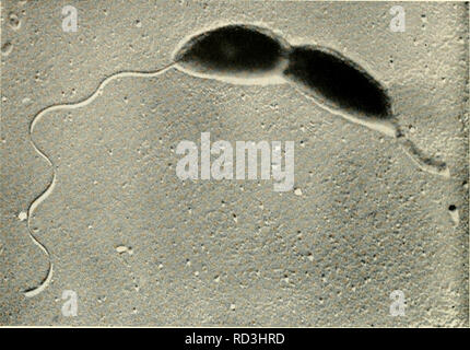 . The cytology and life-history of bacteria. Bacteria. CYTOLOGY LIFE ...