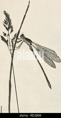 . Elementary entomology . Fig. 125. A stone-fly nymph Stock Photo - Alamy