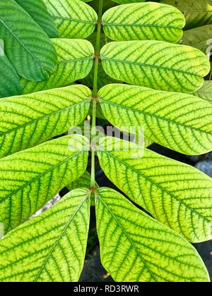 Close up. Green leaf, even-pinnately compound leaf, paripinnate leaf ...