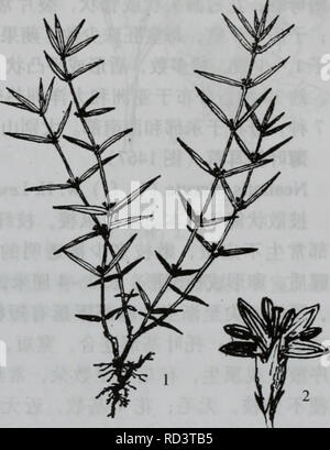Hedyotis diffusa Willd Hedyotis diffusa Willd Stock Photo - Alamy