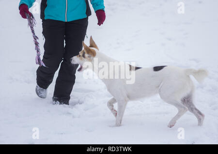 Dog playing with master in park Stock Photo - Alamy