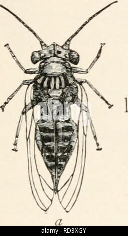 . Elementary entomology. Insects. FIG. 174. The pear psylla. (Greatly ...
