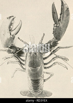 . Elementary entomology. Entomology. 6 ELEMENTARY ENTOMOLOGY The ...