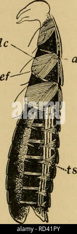 . Elementary entomology . abc Fig. 41. Muscles of cockroach, of ventral ...