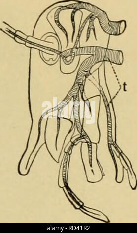 . Elementary entomology. Entomology. ANATOMY OF INSECTS — INTERNAL ;7 ...