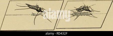 . Elementary entomology . FIG. 350. Resting positions of Anopheles and ...