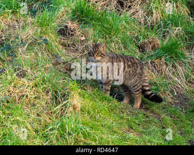 Young Scottish wildcat (Felis silvestris grampia), or Highland tiger ...