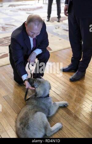 Russian President Vladimir Putin with a puppy born to his dog Labrador ...