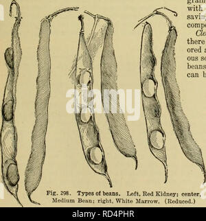 Three types of kidney beans in wooden bowls on a white background Stock ...