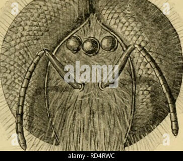 . Elementary entomology. Insects. ANATOMY OF INSECTS- -INTERNAL 31 ...