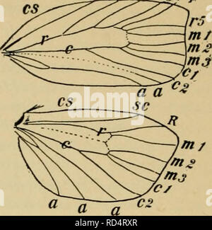 . Elementary entomology . sc ^^^^rrr^ Fig. 437. Diagram of wings of ...