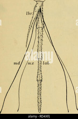 . Elementary entomology . FIG. 15. Mouth-parts of the squash-bug lab ...