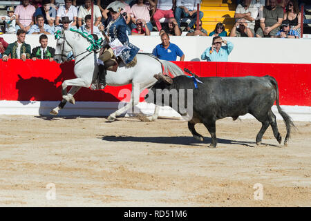 Bullfight in Alcochete. Horseman fighting the bull from his horse by ...