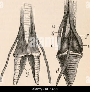 . The cyclopædia of anatomy and physiology. Anatomy; Physiology ...