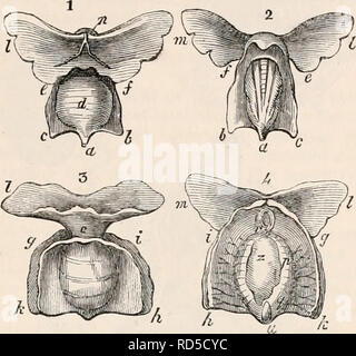 . The cyclopædia of anatomy and physiology. Anatomy; Physiology ...