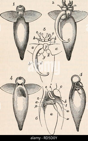 . The cyclopædia of anatomy and physiology. Anatomy; Physiology ...