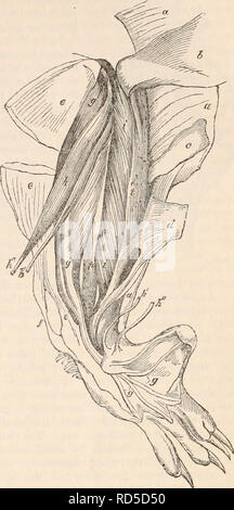 . The cyclopædia of anatomy and physiology. Anatomy; Physiology ...