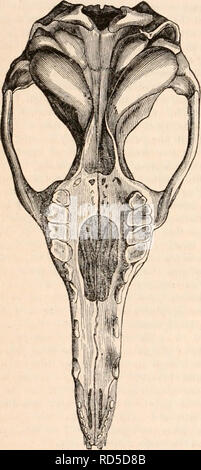 . The cyclopædia of anatomy and physiology. Anatomy; Physiology ...