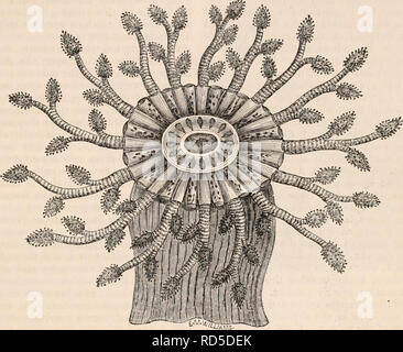 . The cyclopædia of anatomy and physiology. Anatomy; Physiology ...