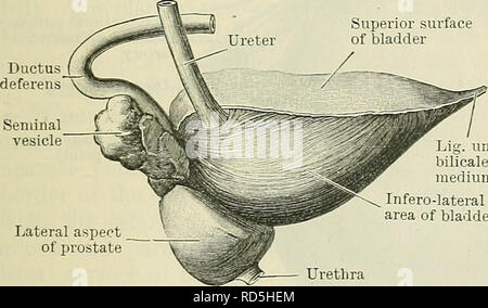 . Cunningham's Text-book of anatomy. Anatomy. THE UEINAEY BLADDEE. 1281 ...