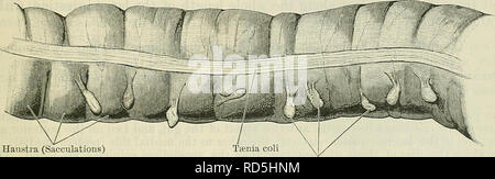 . Cunningham's Text-book of anatomy. Anatomy. LAEGE INTESTINE. 1211 1 ...