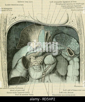 . Cunningham's Text-book of anatomy. Anatomy. Incisura terminalis auris ...