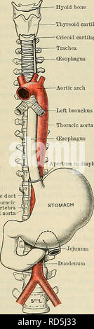. Cunningham's Text-book of anatomy. Anatomy. 906 THE VASCULAE SYSTEM ...
