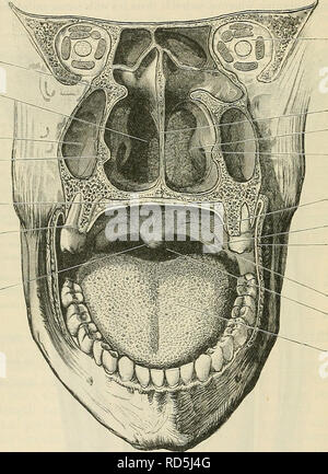 . Cunningham's Text-book of anatomy. Anatomy. 1142 THE DIGESTIVE SYSTEM ...