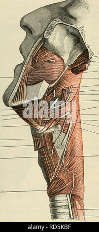 . Cunningham's Text-book of anatomy. Anatomy. v uvula N lobus posterior ...