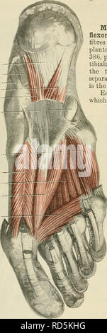 . Cunningham's Text-book of anatomy. Anatomy. 430 THE MUSCULAE SYSTEM ...