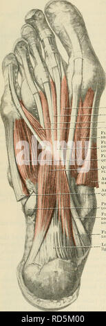 . Cunningham's Text-book of anatomy. Anatomy. 384 THE MUSCULAE SYSTEM ...