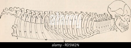 Model showing the anatomy of the thorax Stock Photo - Alamy