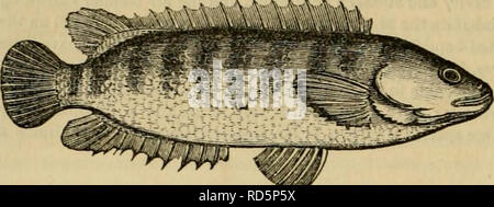 In Cuvier's *Animal Kingdom*, the section on mollusks details their ...