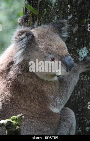 Awake Koala climbing a tree Stock Photo - Alamy