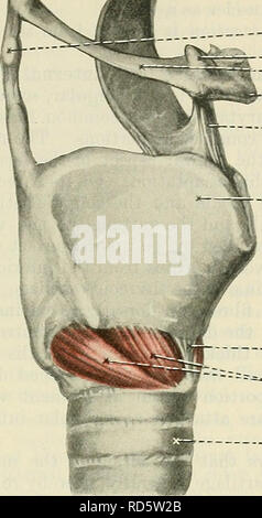 . Cunningham's Text-book of anatomy. Anatomy. Corniculate cartilage ...