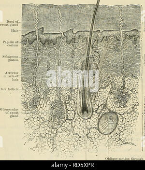 . Cunningham's Text-book of anatomy. Anatomy. 46 HUMAN EMBRYOLOGY. and ...