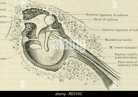 . Cunningham's Text-book of anatomy. Anatomy. 714 THE NEKVOUS SYSTEM ...