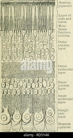 . Cunningham's Text-book of anatomy. Anatomy. 686 THE NEKVOUS SYSTEM ...