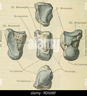 . Cunningham's Text-book of anatomy. Anatomy. 218 OSTEOLOGY. os ...