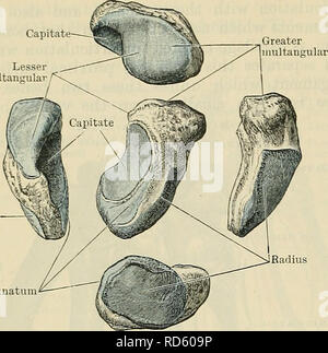 . Cunningham's Text-book of anatomy. Anatomy. 220 OSTEOLOGY. Capitate ...