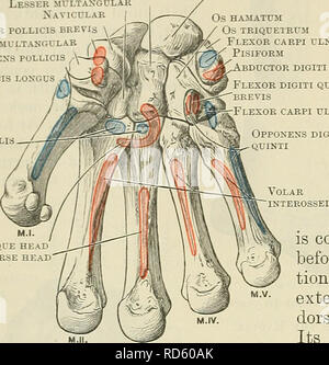 . Cunningham's Text-book of anatomy. Anatomy. 218 OSTEOLOGY. os ...