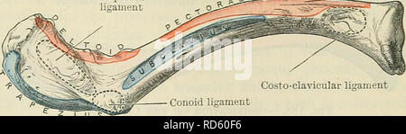. Cunningham's Text-book of anatomy. Anatomy. Tuberositas coracoidea ...
