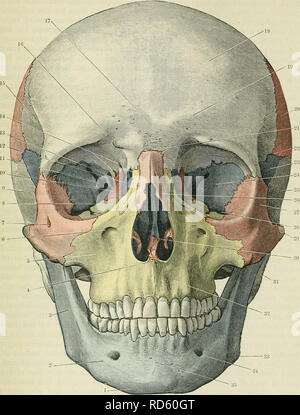 . Cunningham's Text-book of anatomy. Anatomy. 15 d E Pig. 714.—Auditory ...