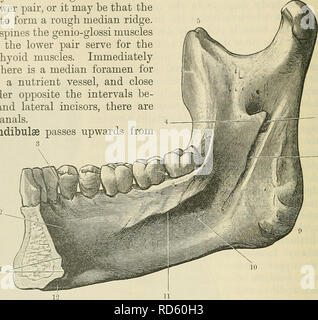 . Cunningham's Text-book of anatomy. Anatomy. genio-hyoid muscles; and ...