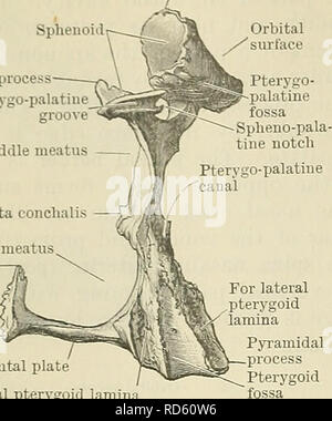 . Cunningham's Text-book of anatomy. Anatomy. 152 OSTEOLOGY. Sphenoid ...