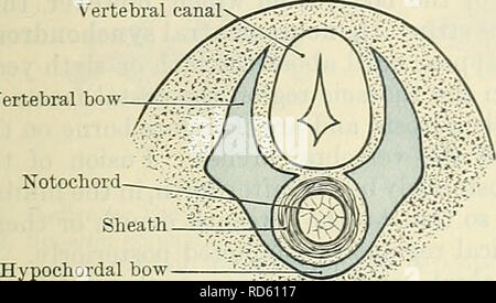 . Cunningham's Text-book of anatomy. Anatomy. Myotome -Septum Body of ...