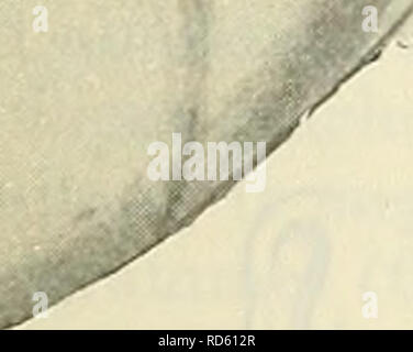 Stages of limb development Stock Photo - Alamy